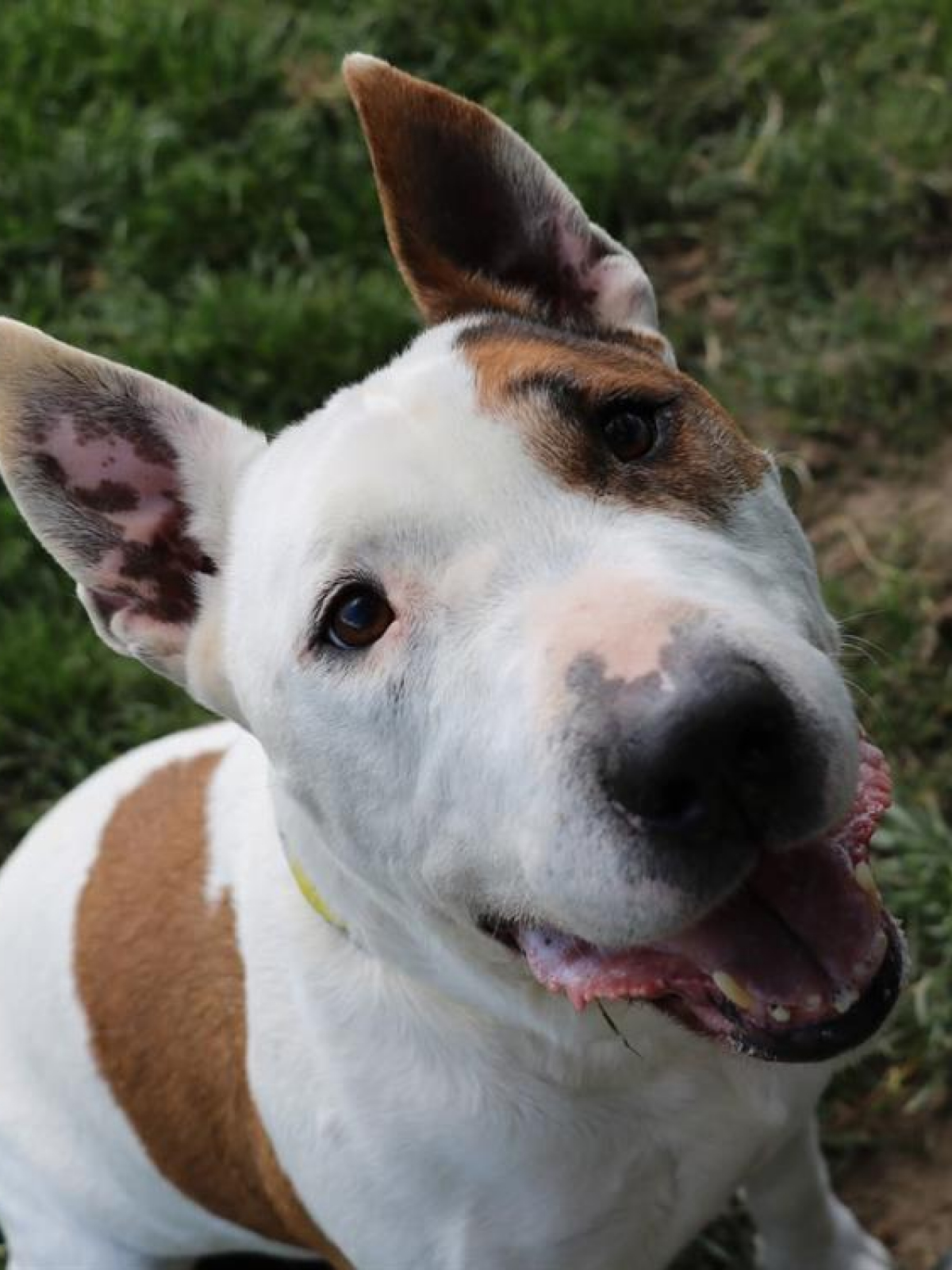Rondoudou - Bull Terrier à adopter à Laon (02) - Animaux.fr