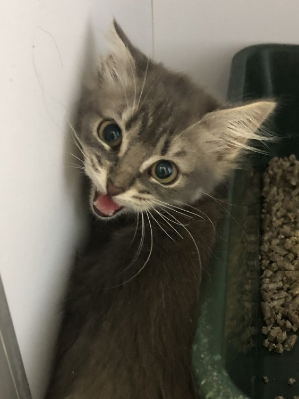 Naya - Européen à adopter à Perpignan (66) - Animaux.fr