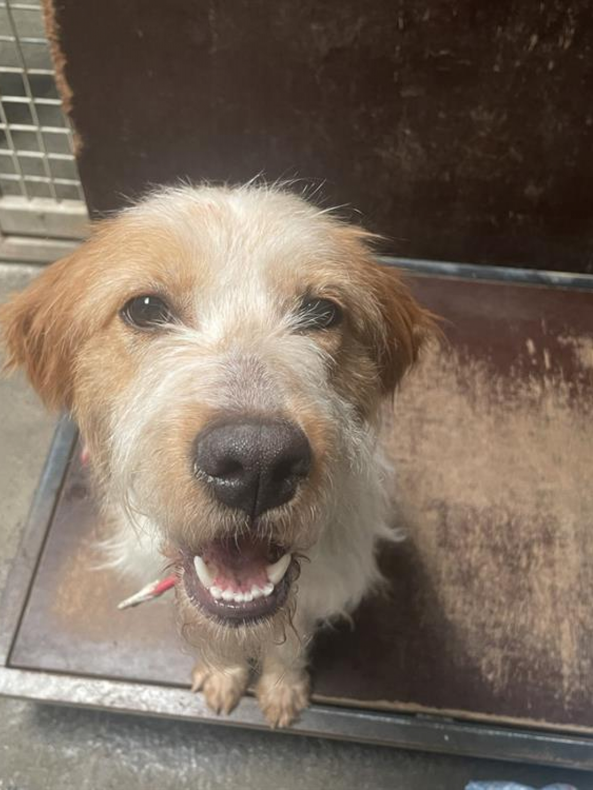 Triss dite uby - Chien à adopter à Rennes (35) - Animaux.fr