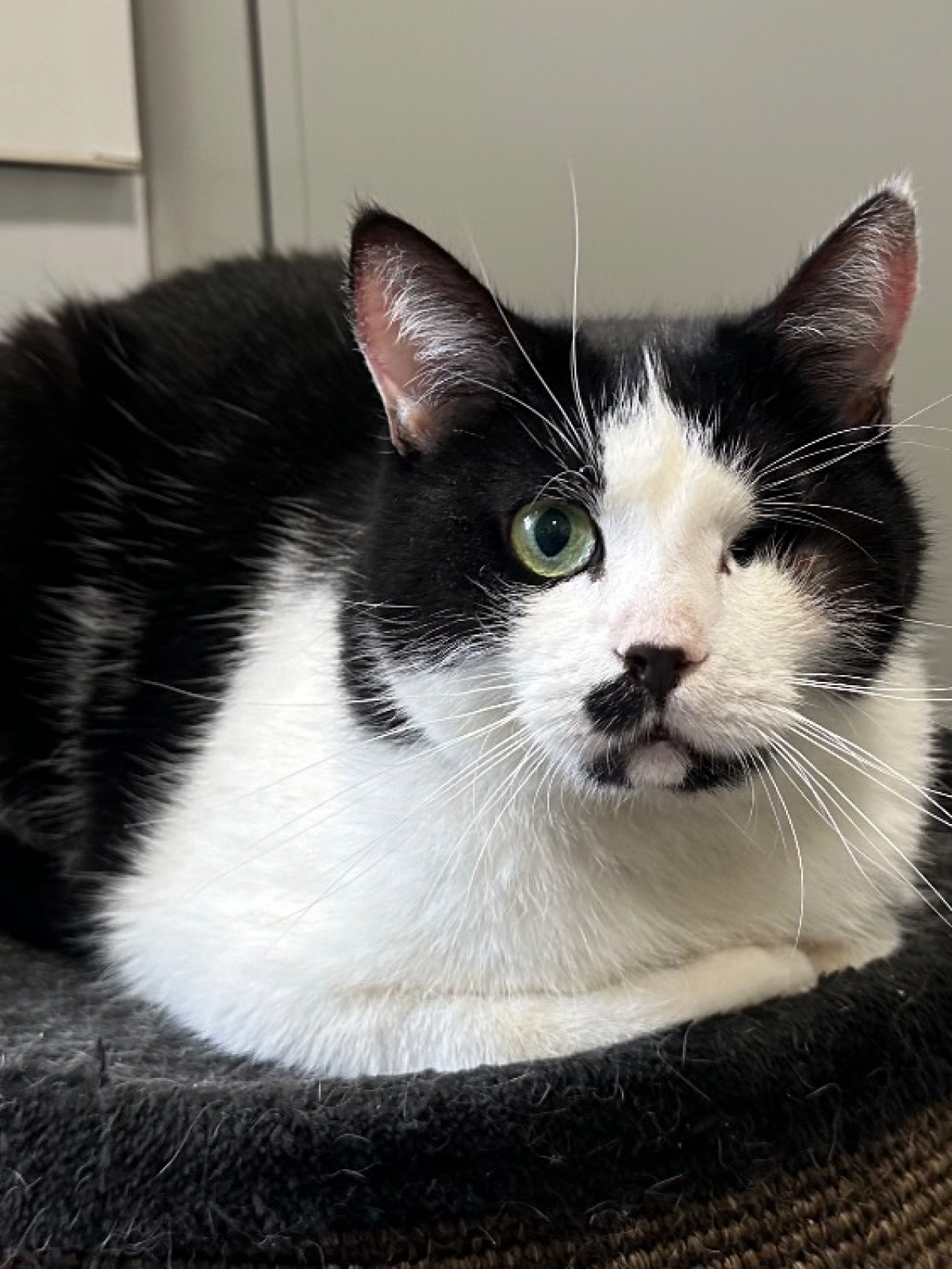 Tibo - Européen à adopter à Cluses (74) - Animaux.fr