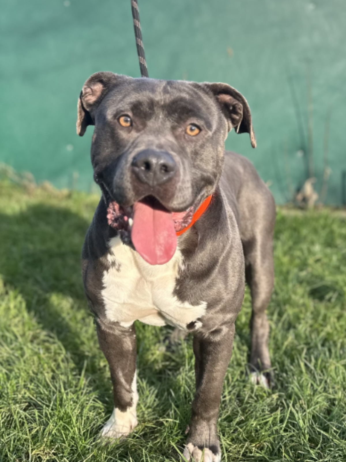 Nino - Cane Corso à adopter à Morée (41) - Animaux.fr