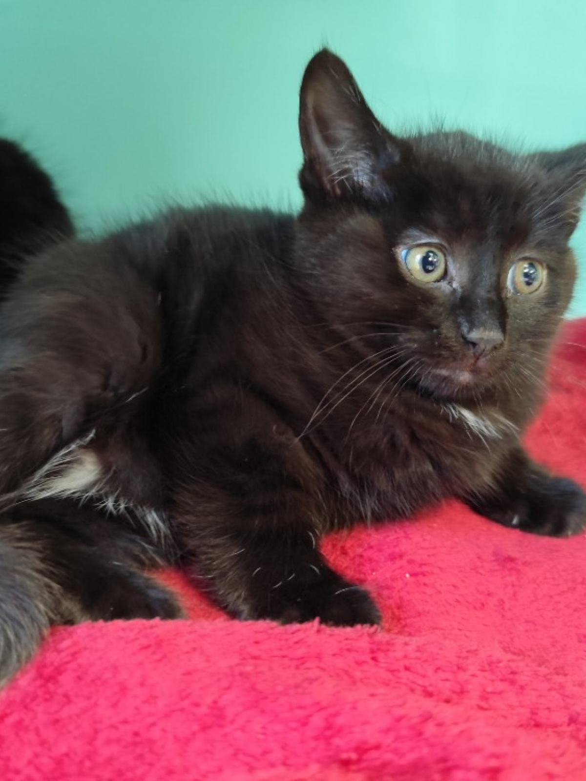 Minou - Européen à adopter à Étalondes (76) - Animaux.fr