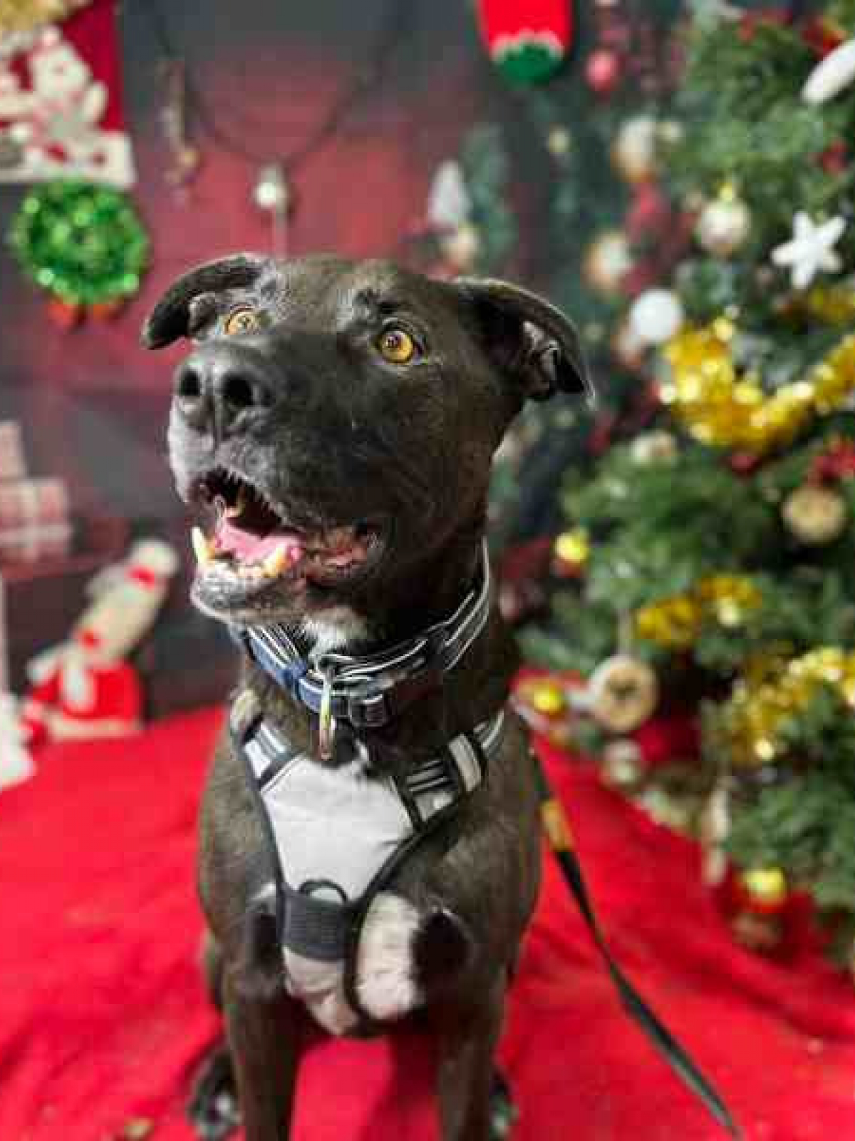Nino - Chien à adopter à Vaux-le-Pénil (77) - Animaux.fr