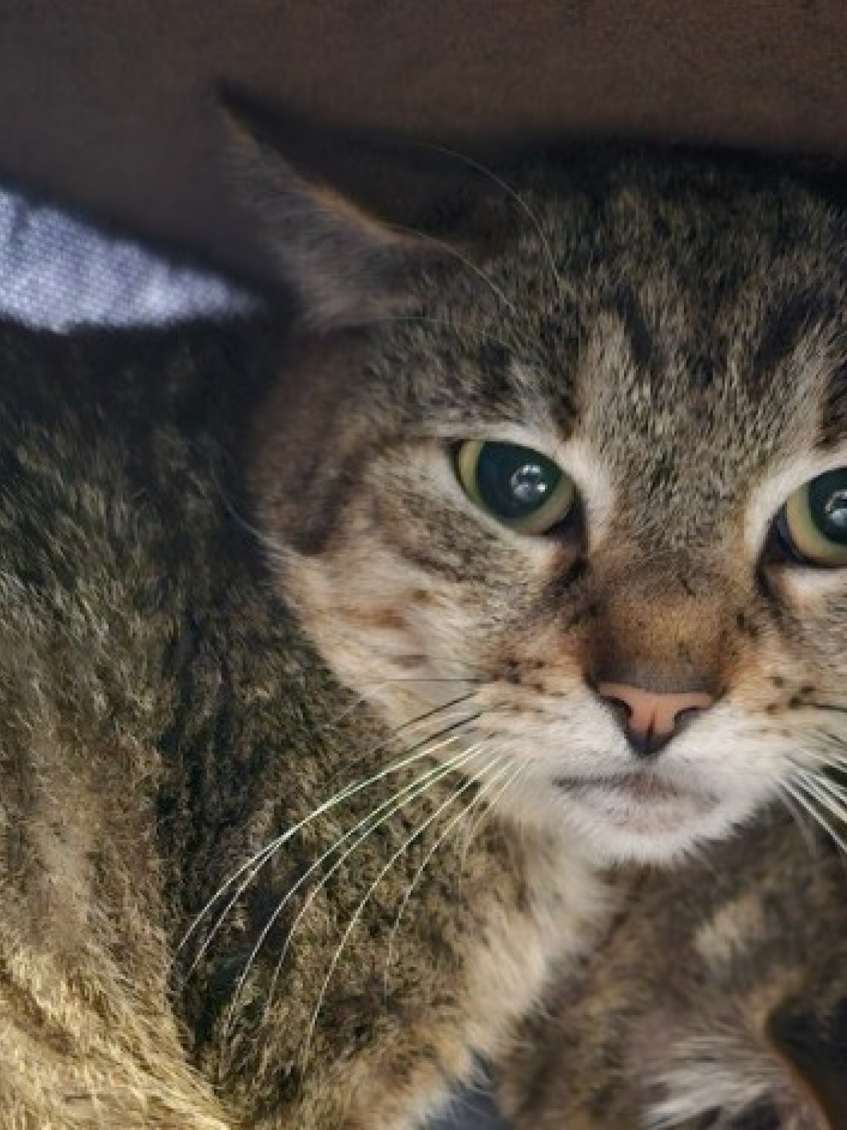 Xeno - Européen à adopter à Thionville (57) - Animaux.fr