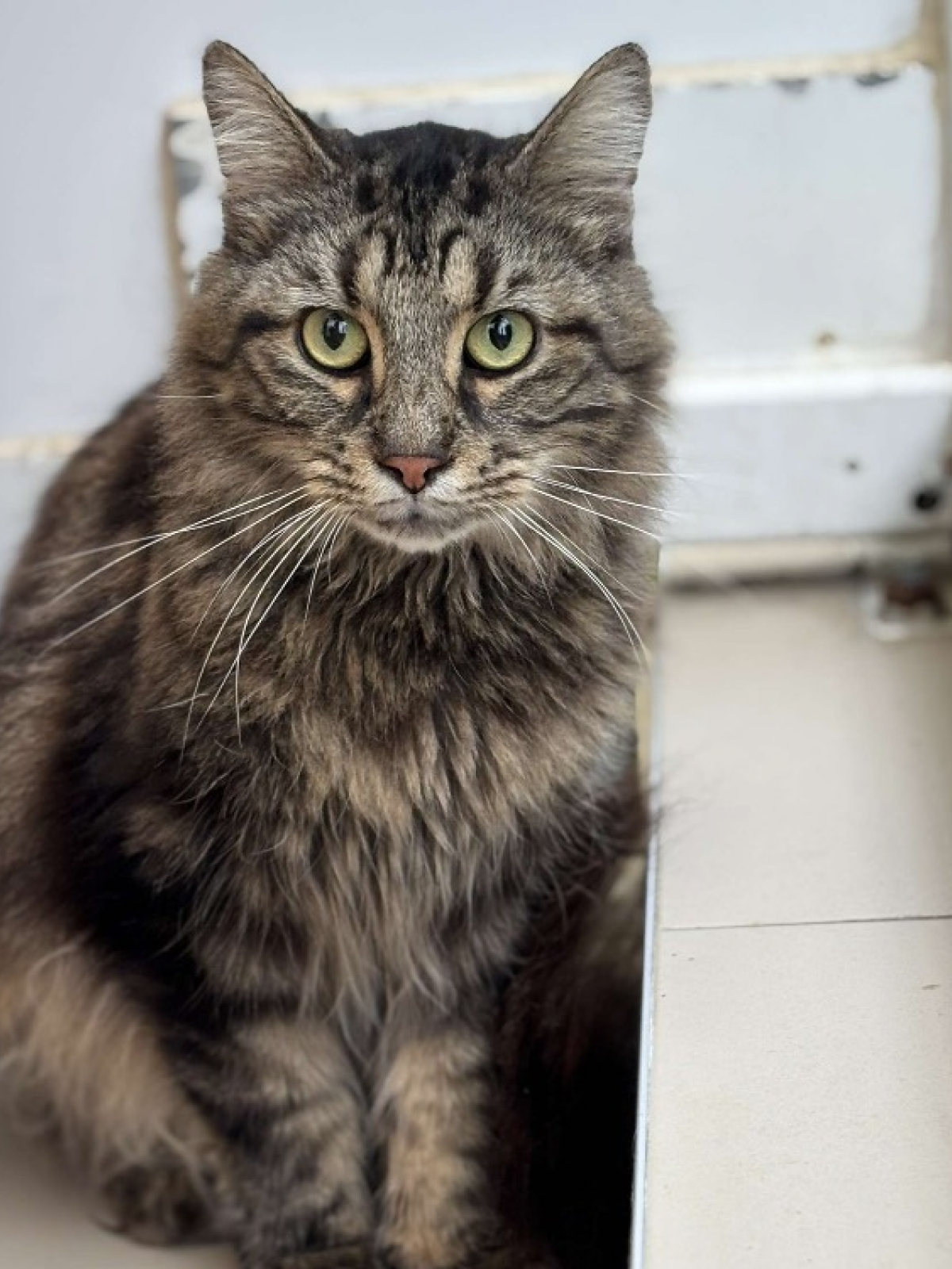 Locky - Européen à adopter à Compiègne (60) - Animaux.fr