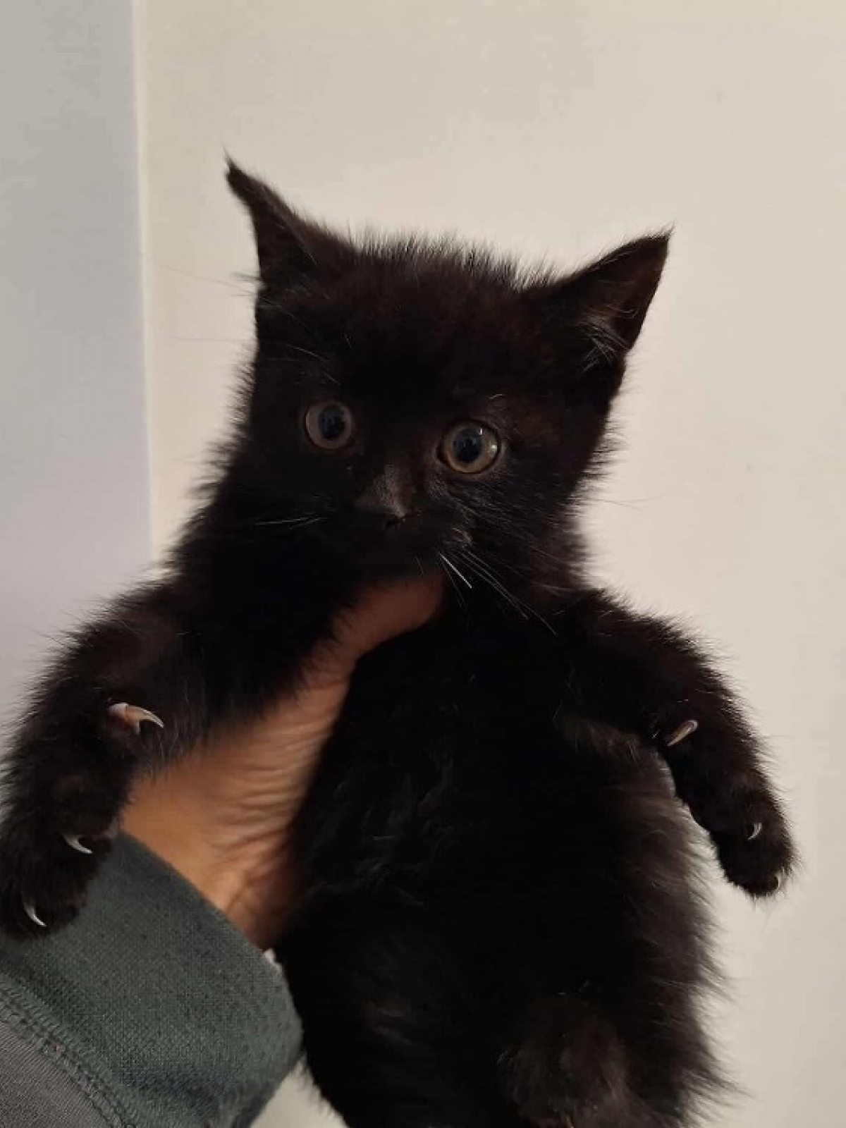 Banco - Européen à adopter à Saint-Omer (62) - Animaux.fr