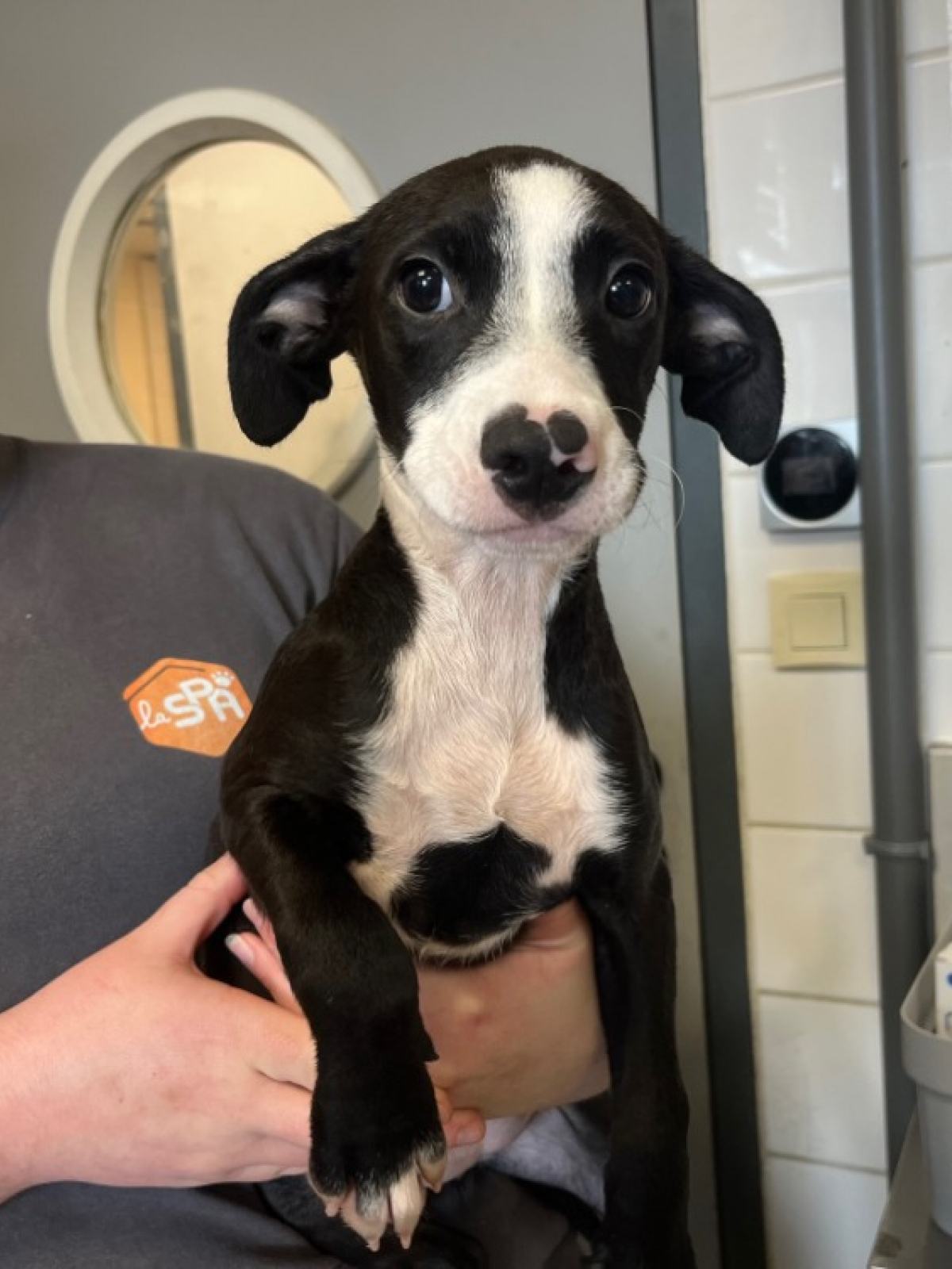 Kam - Chien à adopter à Rennes (35) - Animaux.fr