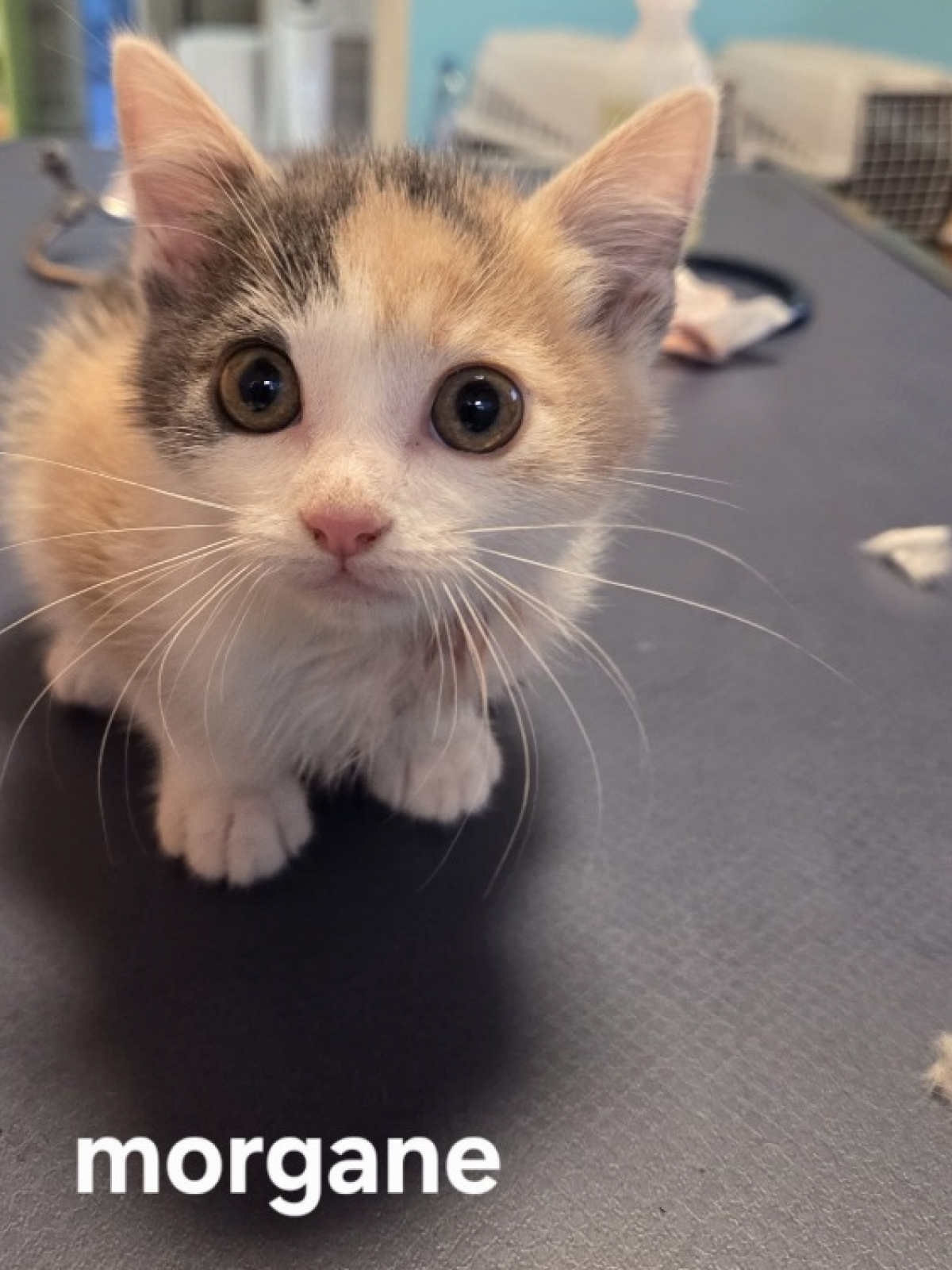 Morgane - Européen à adopter à Perpignan (66) - Animaux.fr