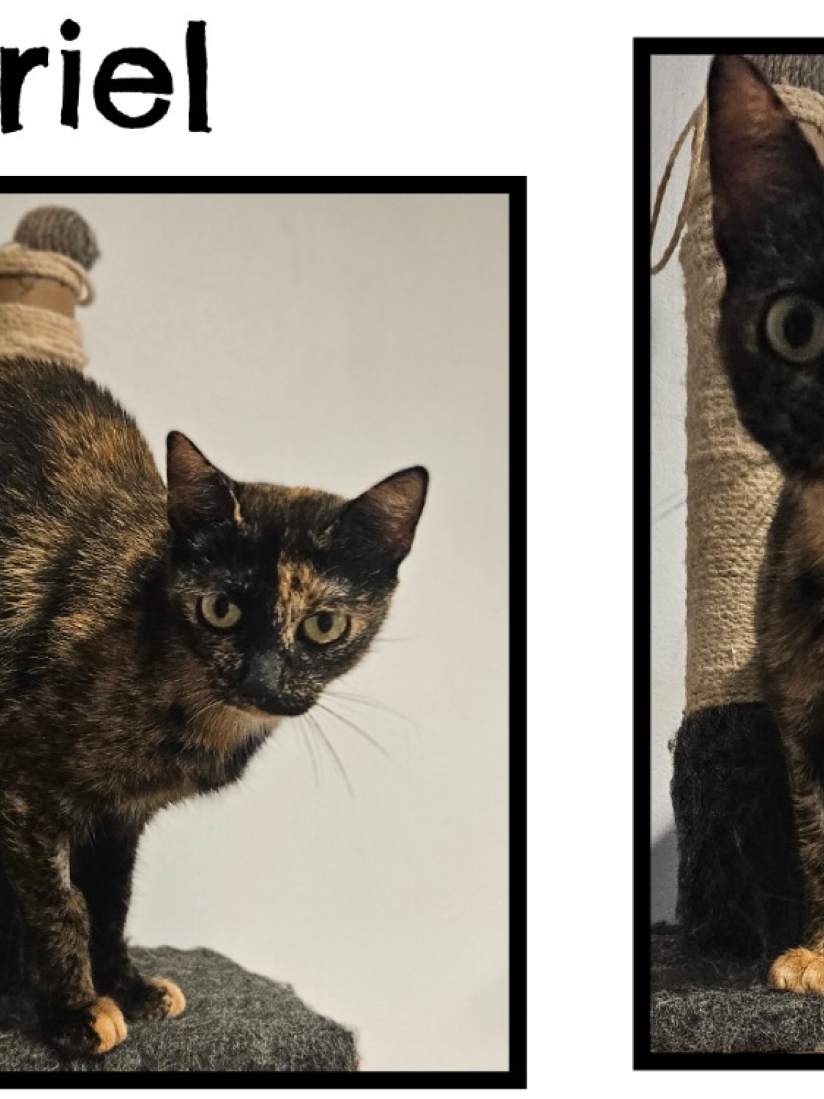 Ariel réservé - Européen à adopter à Tollevast (50) - Animaux.fr