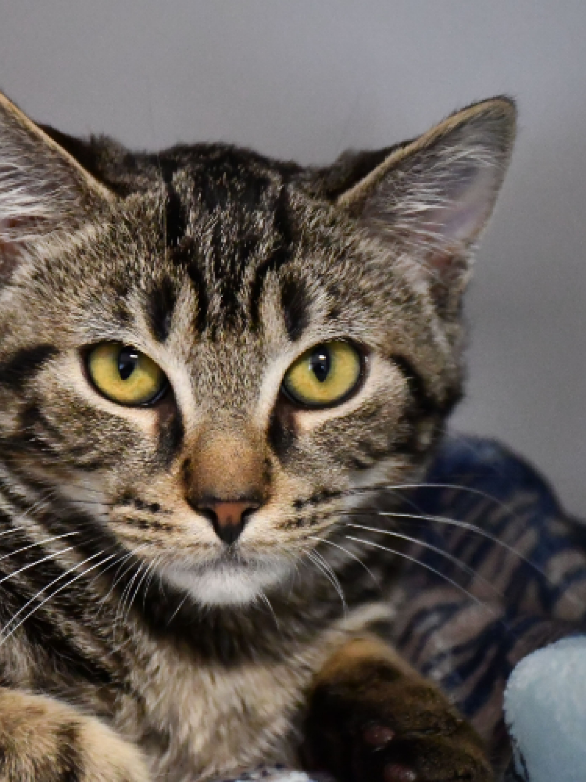 Theo - Européen à adopter à Perpignan (66) - Animaux.fr