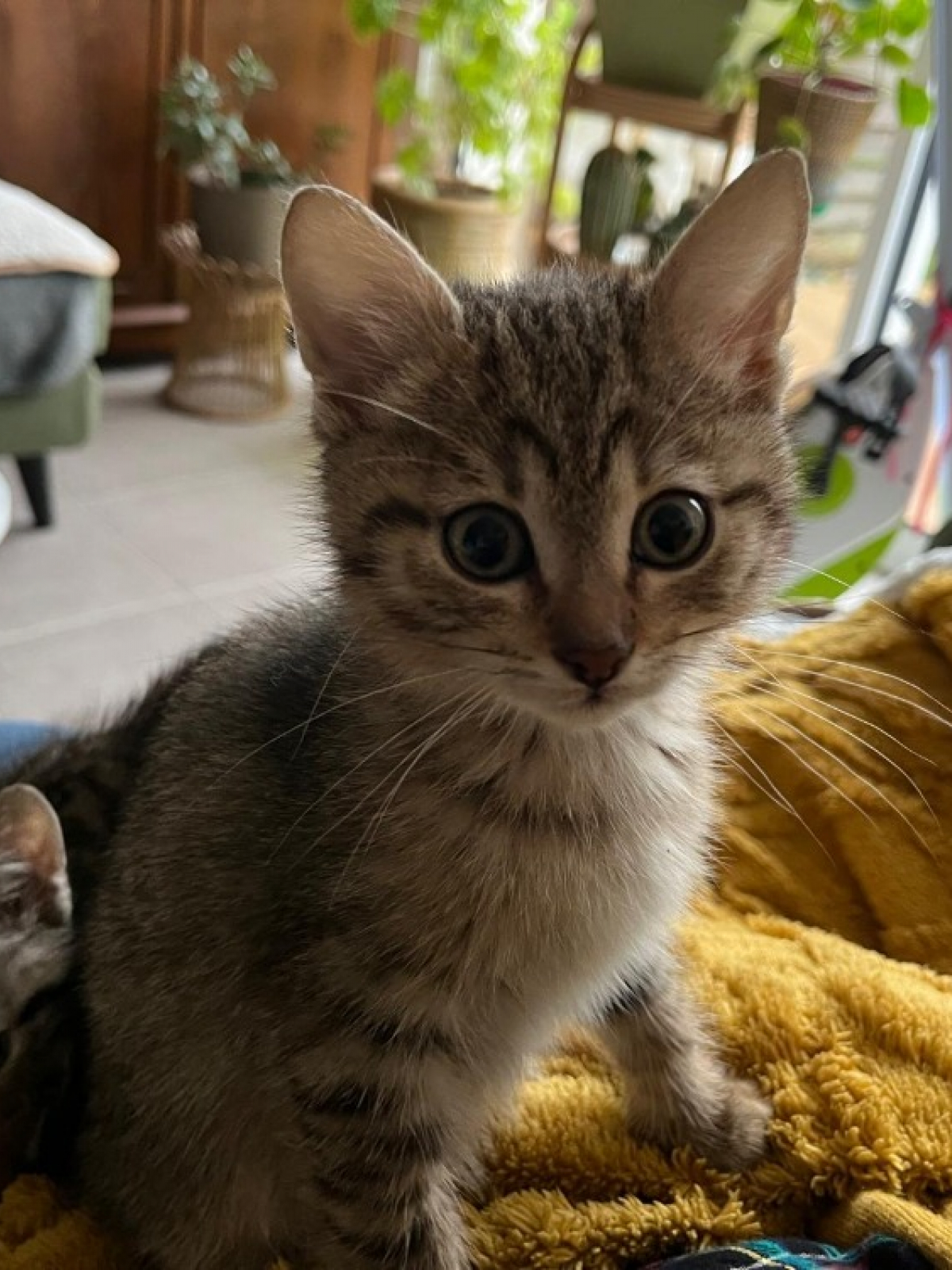 Anzu - Européen à adopter à Rennes (35) - Animaux.fr