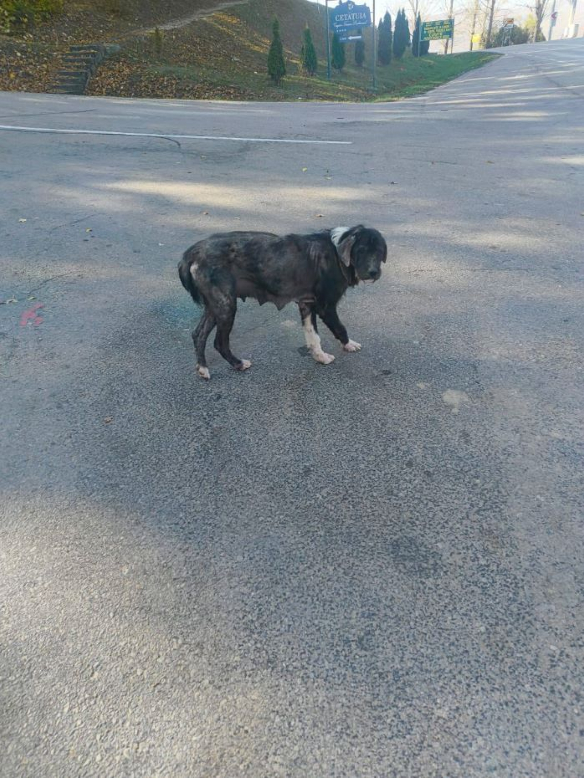 Volga - Chien à adopter - Animaux.fr