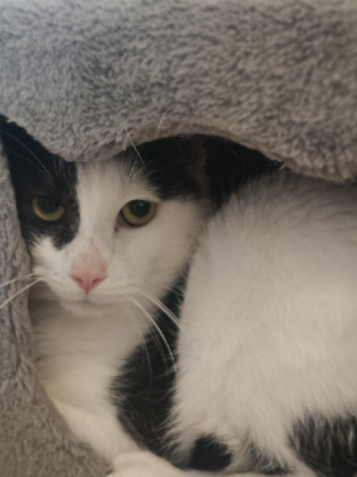 Frankenweenie - Européen à adopter à Rennes (35) - Animaux.fr
