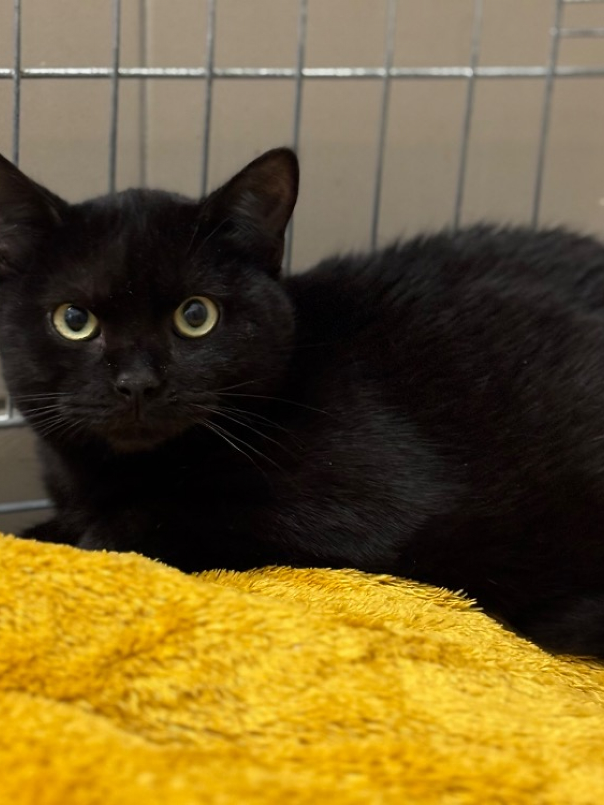 Alfi - Européen à adopter à Compiègne (60) - Animaux.fr