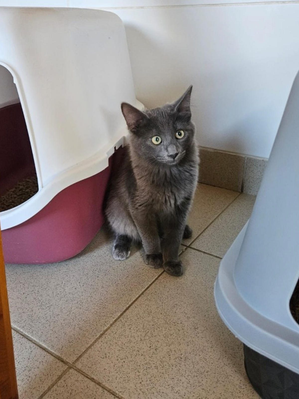 Smarties - Européen à adopter à Lézignan-corbières (11) - Animaux.fr