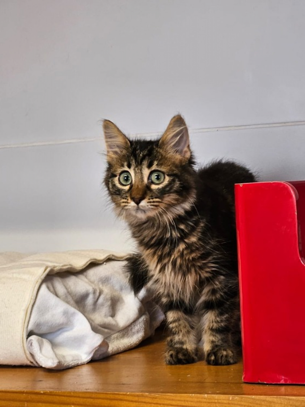 Bounty *rÉservÉ - Européen à adopter à Lézignan-Corbières (11) - Animaux.fr