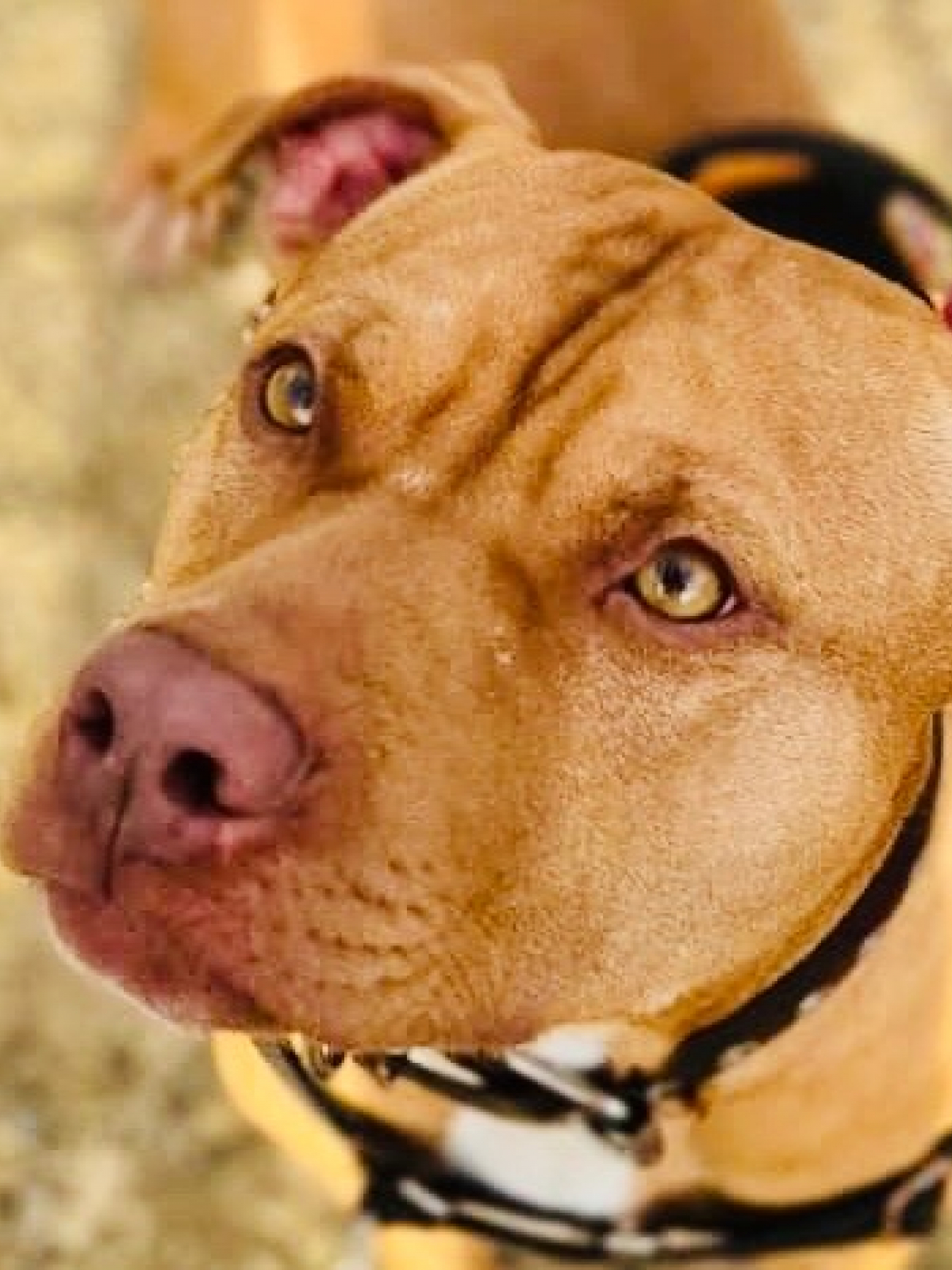 Dembe - Chien à adopter à Aix-en-Provence (13) - Animaux.fr