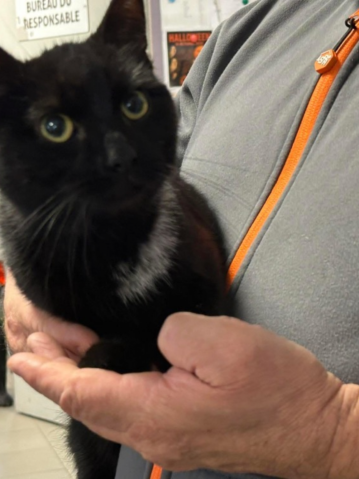 Bounty - Européen à adopter à Saint-Omer (62) - Animaux.fr