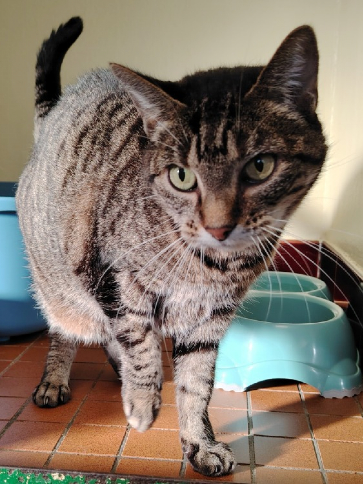 Chipie - Européen à adopter à La Roche-sur-Yon (85) - Animaux.fr