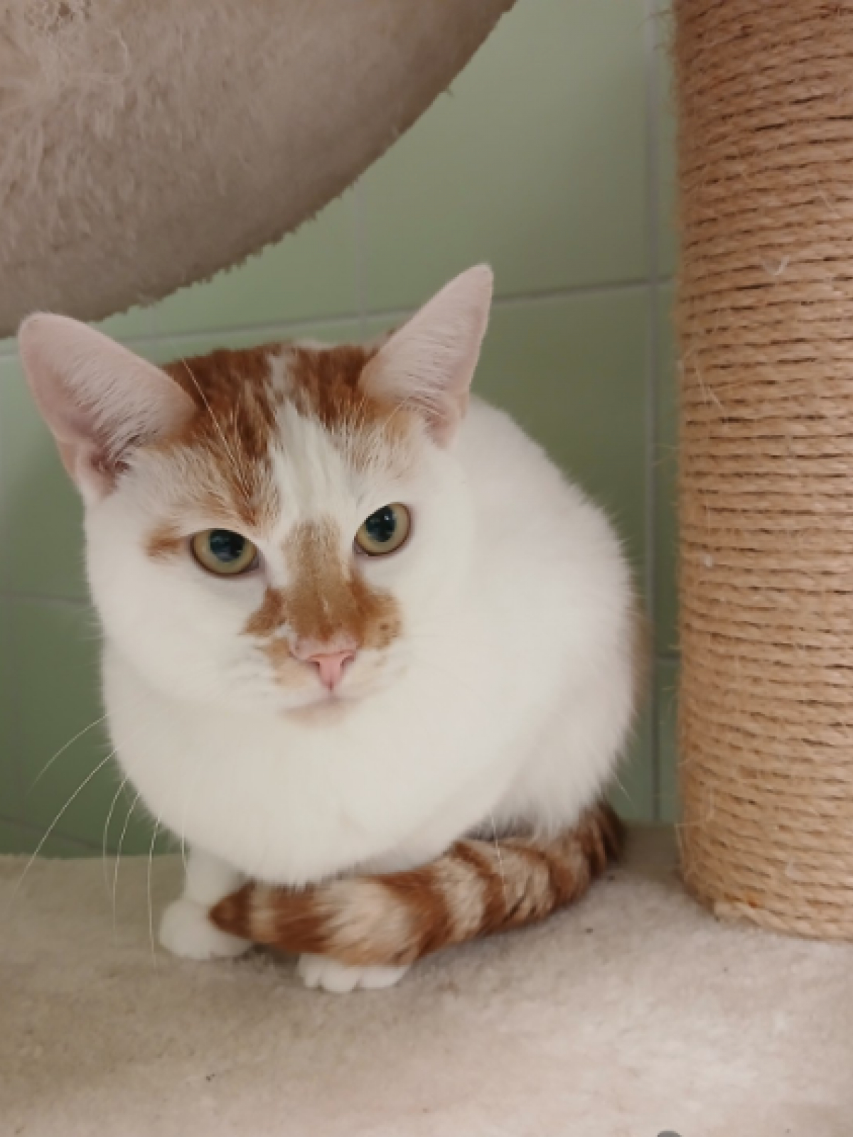Caramel - Européen à adopter à Morée (41) - Animaux.fr
