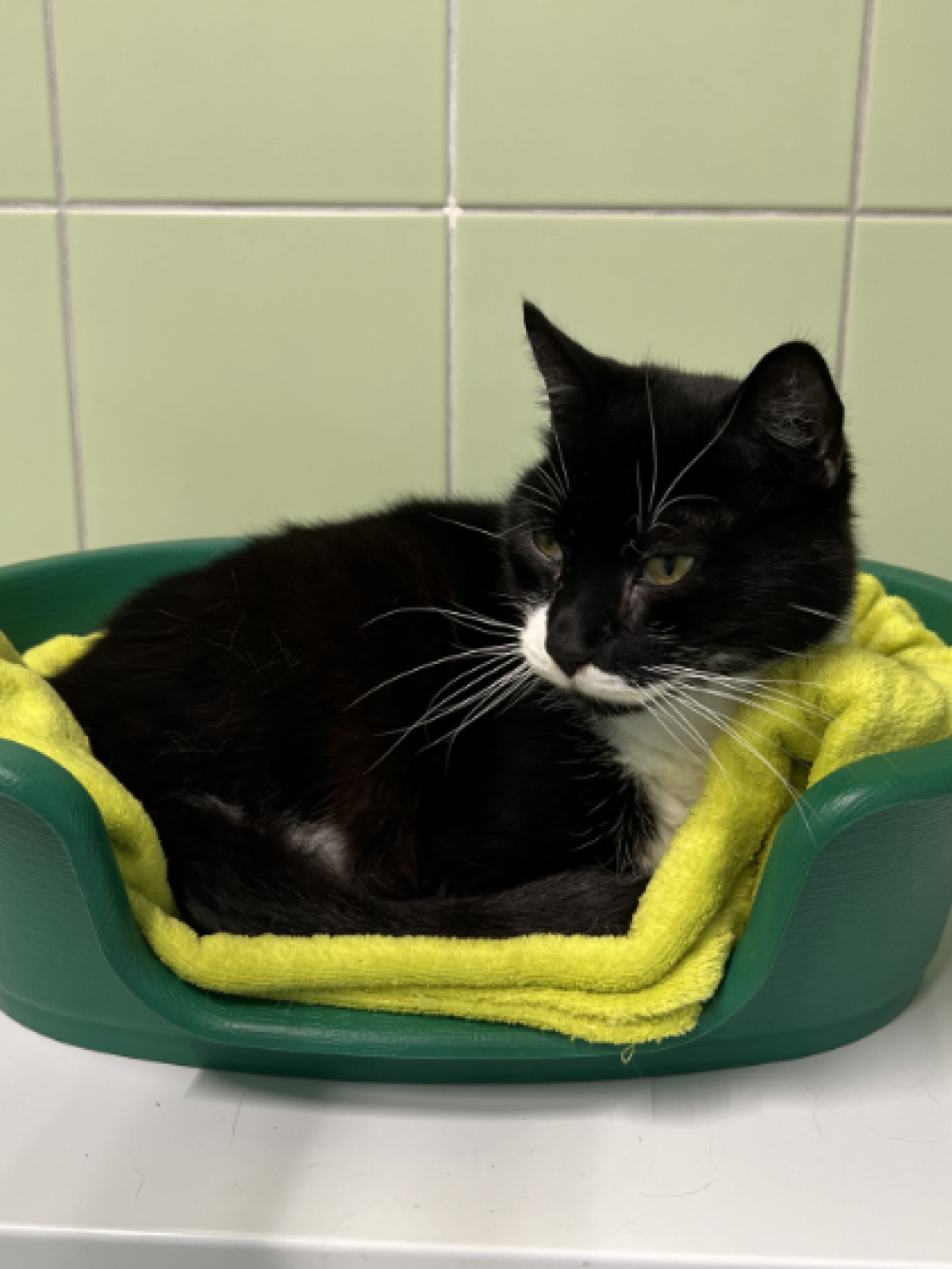 Blacky - Européen à adopter à Morée (41) - Animaux.fr