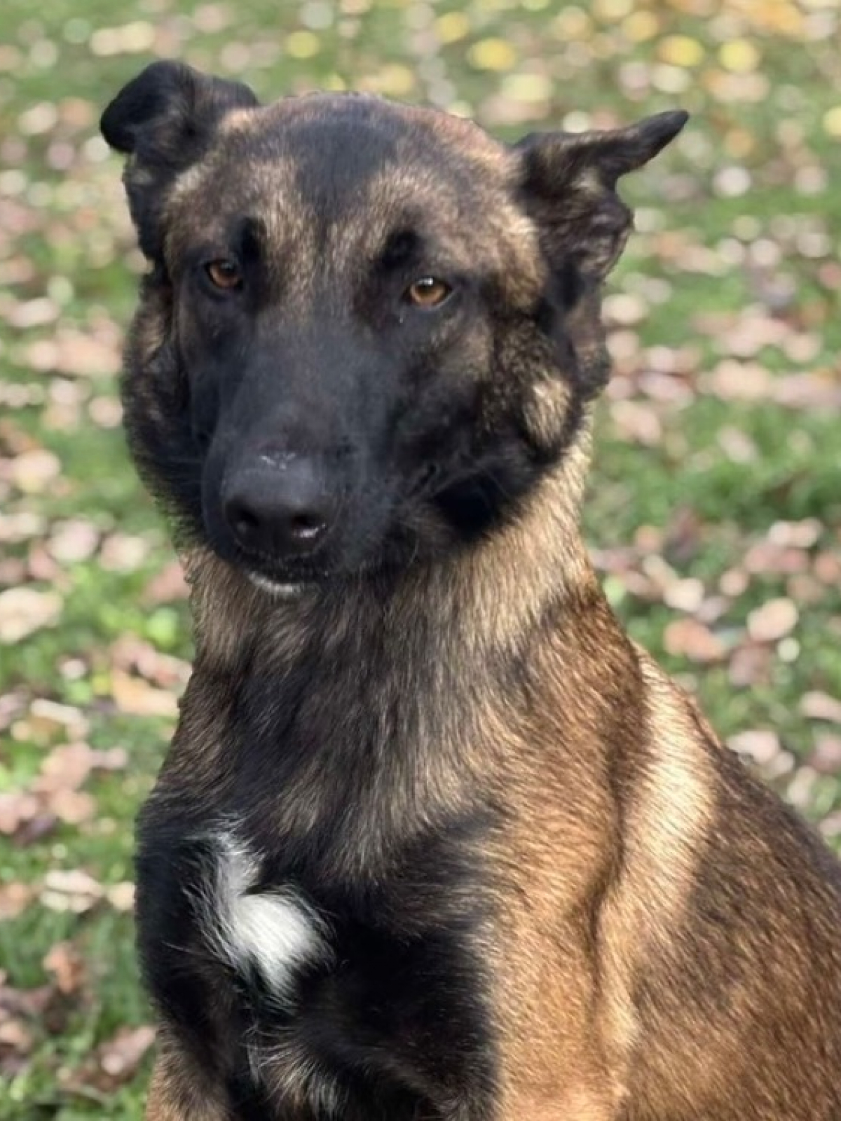 King - Berger Belge Malinois à adopter à Compiègne (60) - Animaux.fr