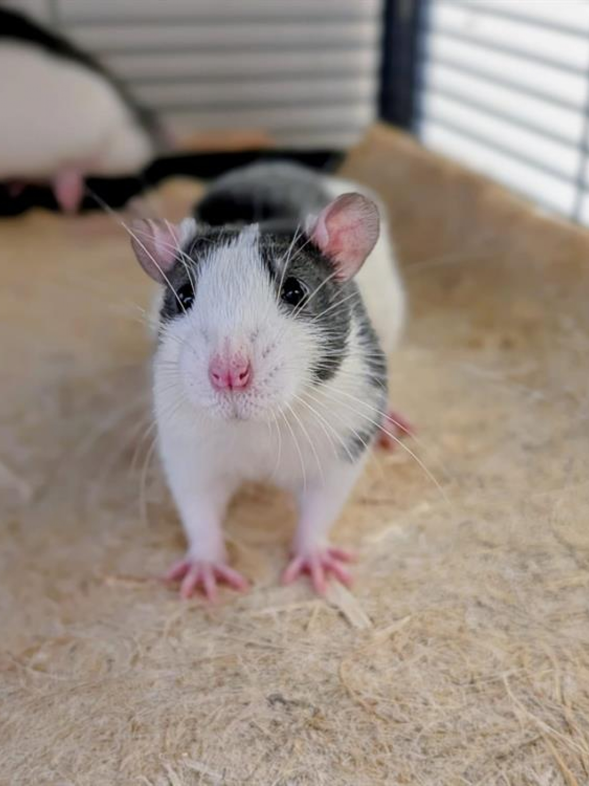 Pooky - Rat à adopter à Brugheas (03) - Animaux.fr