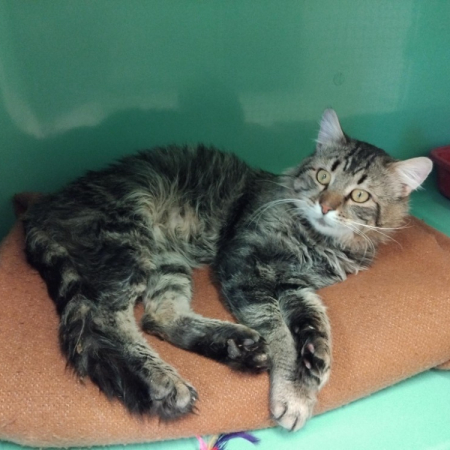 Yenifer - Européen à adopter à Gennevilliers (92) - Animaux.fr