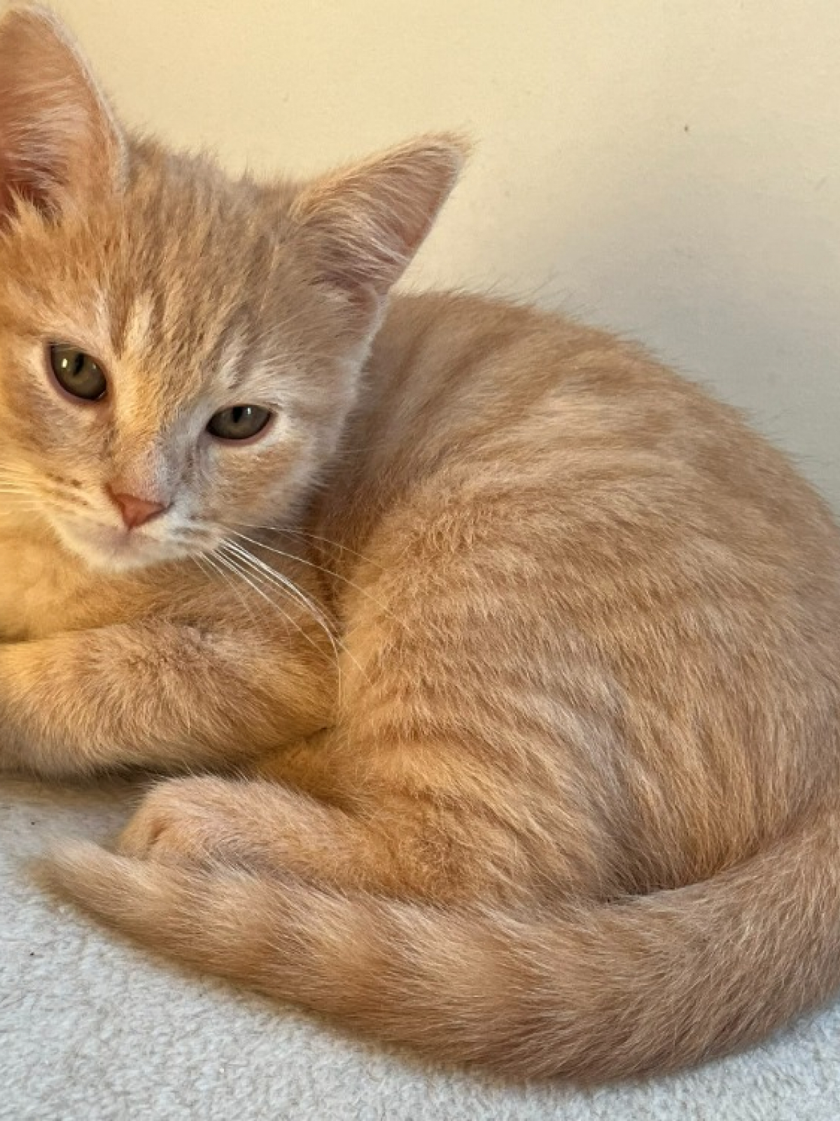 Nano - Européen à adopter à Quimper (29) - Animaux.fr