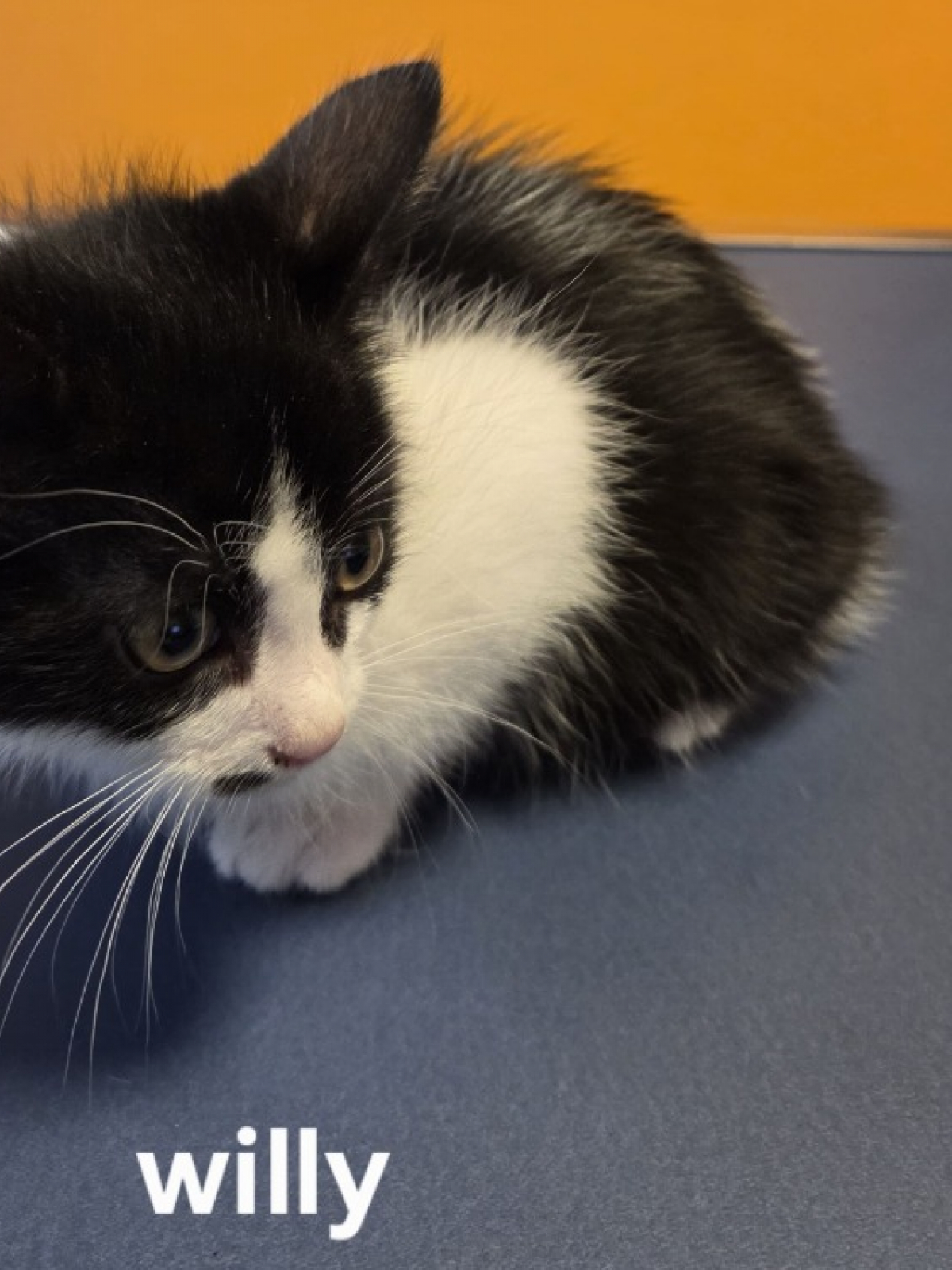 Willy - Européen à adopter à Perpignan (66) - Animaux.fr