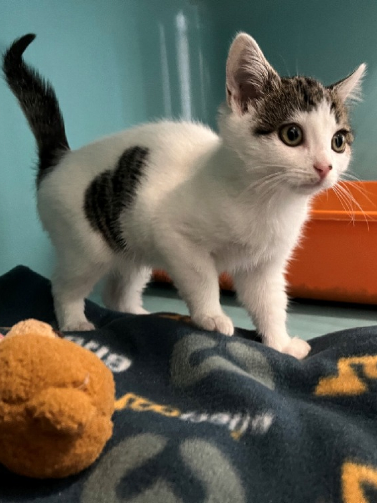 Pearl - Européen à adopter à Perpignan (66) - Animaux.fr