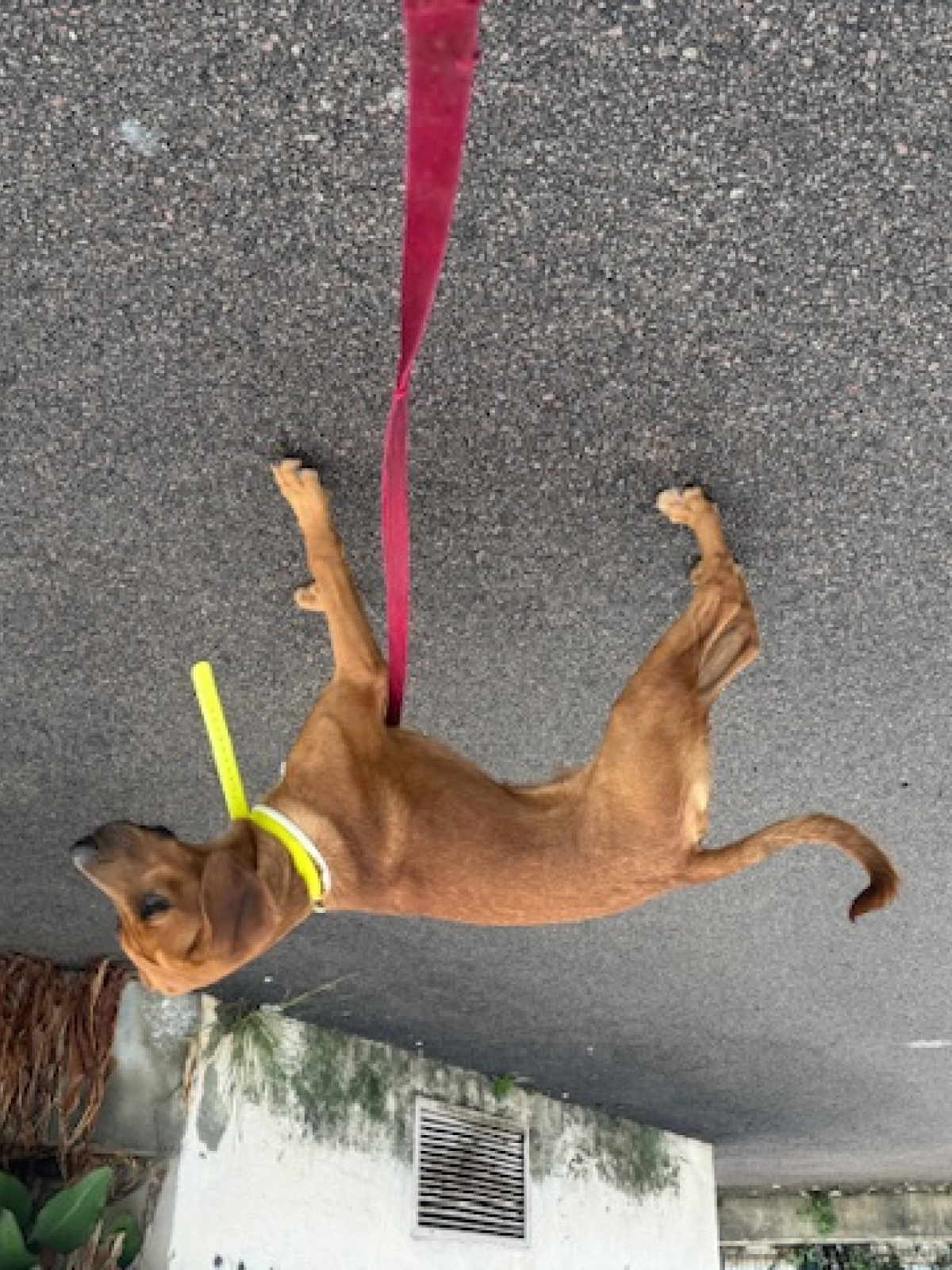 Nox - Chien Courant à adopter à Ajaccio (2A) - Animaux.fr