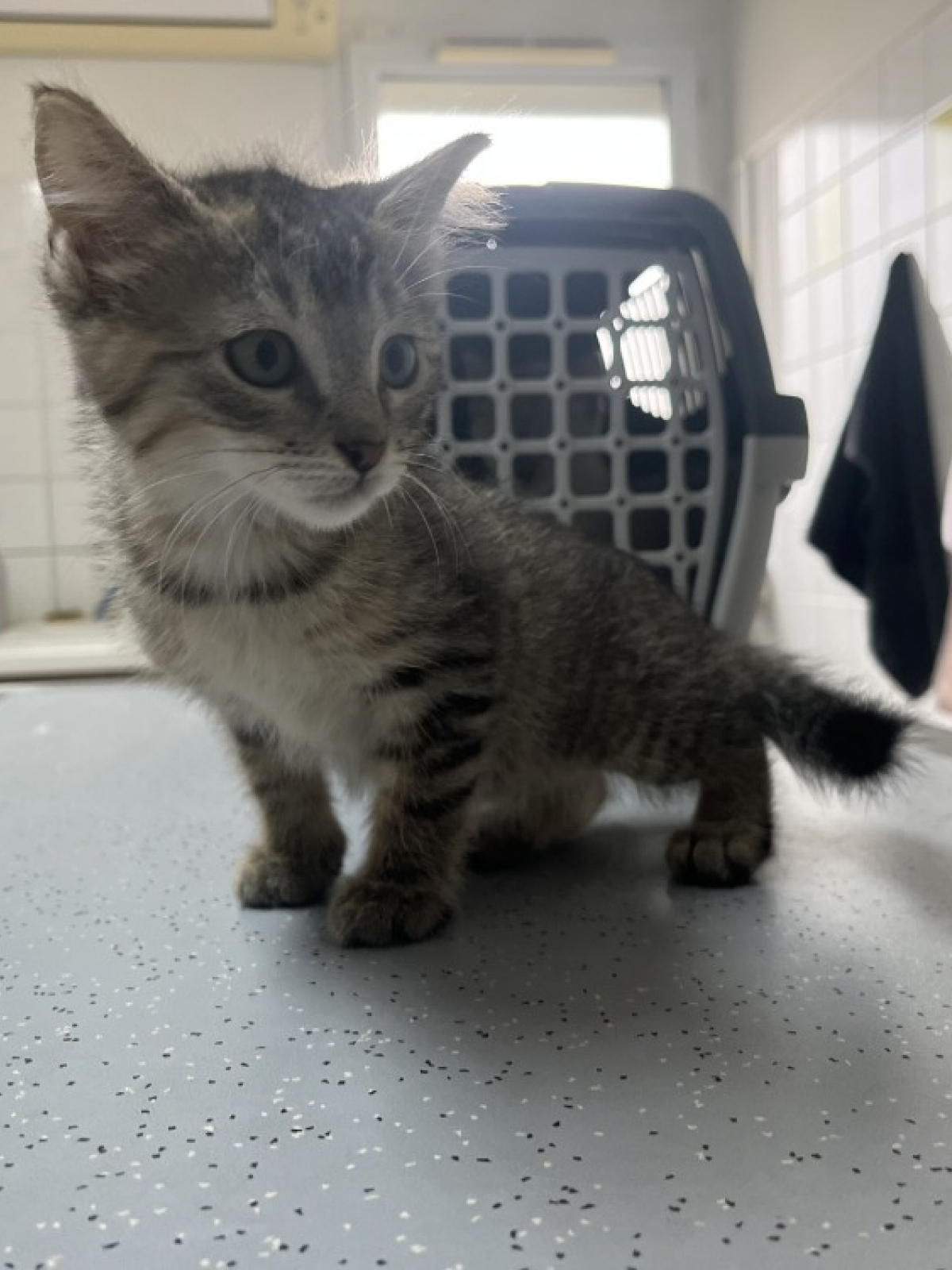 Aladdin - Européen à adopter à Perpignan (66) - Animaux.fr