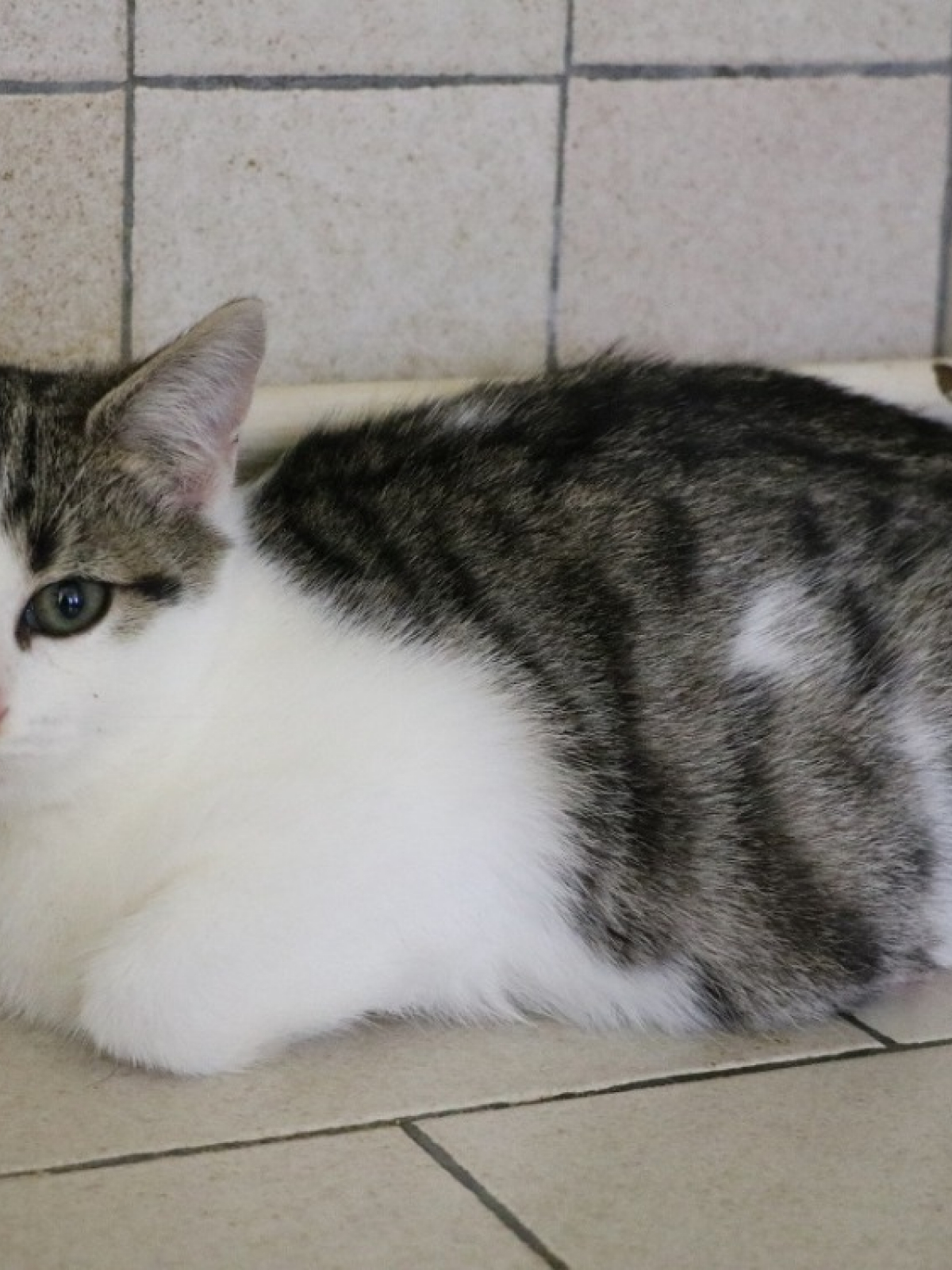 Haribo - Européen à adopter à Hermeray (78) - Animaux.fr