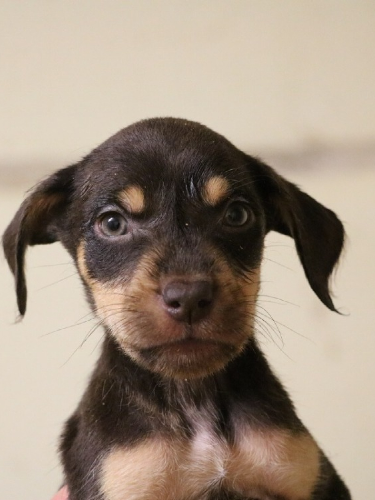 Rusty - Chien à adopter à Hermeray (78) - Animaux.fr