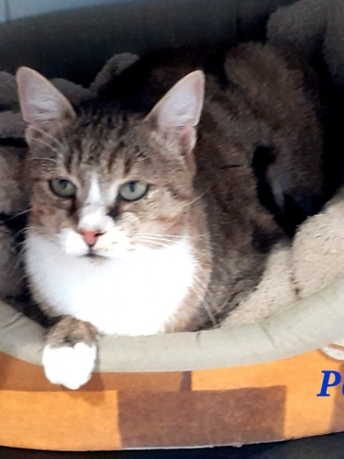 Pacha - Européen à adopter à Poulainville (80) - Animaux.fr