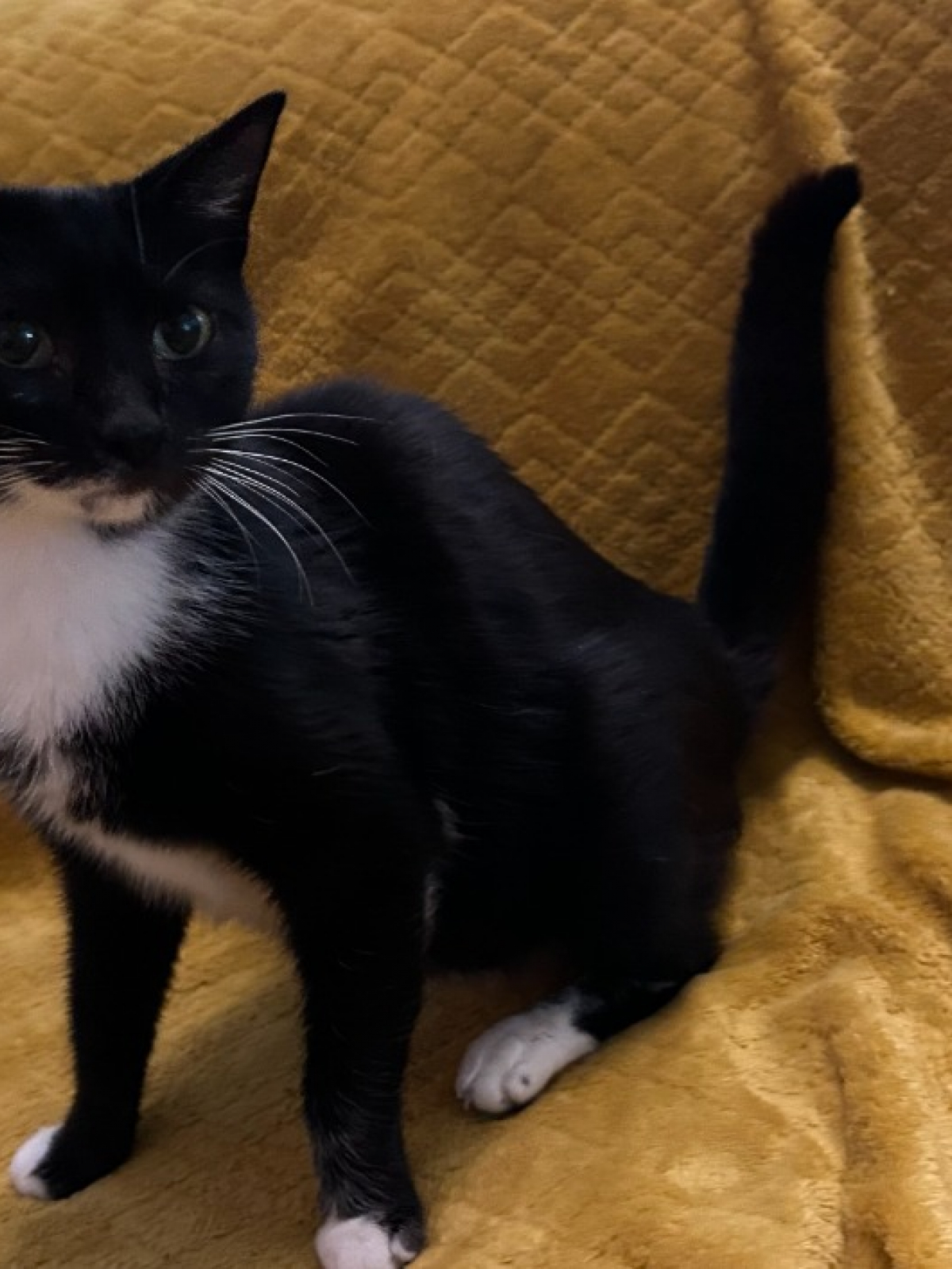 Myeon - Chat à adopter à Vitré (35) - Animaux.fr