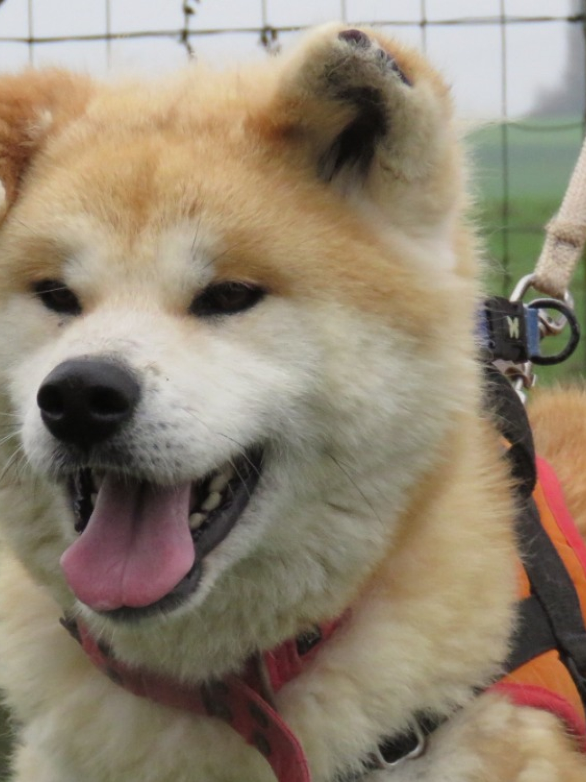 Rubi - Akita Inu à adopter à Chilleurs-aux-Bois (45) - Animaux.fr