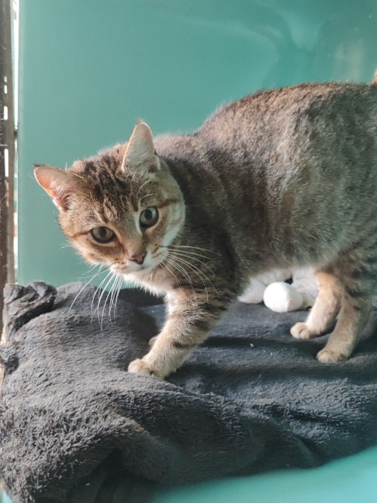 Mila - Européen à adopter à La Roche-sur-Yon (85) - Animaux.fr