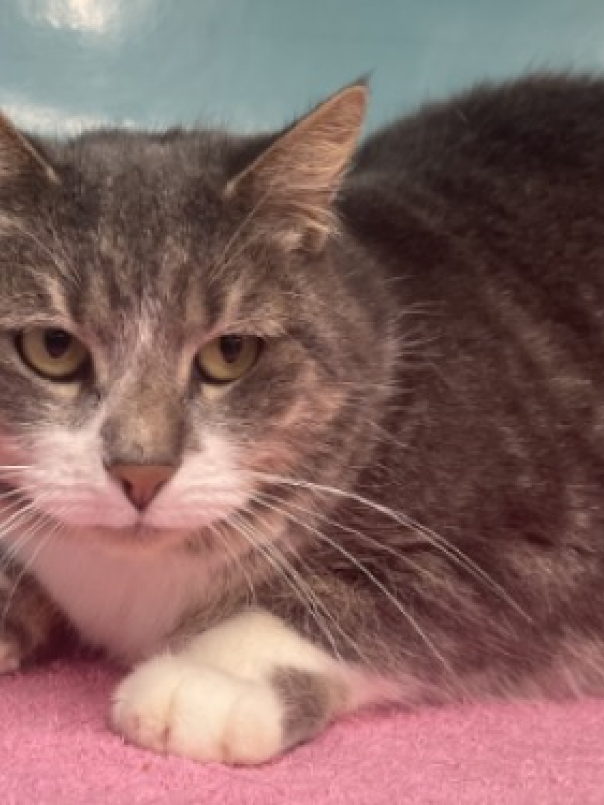 Minouchka - Européen à adopter à Morée (41) - Animaux.fr