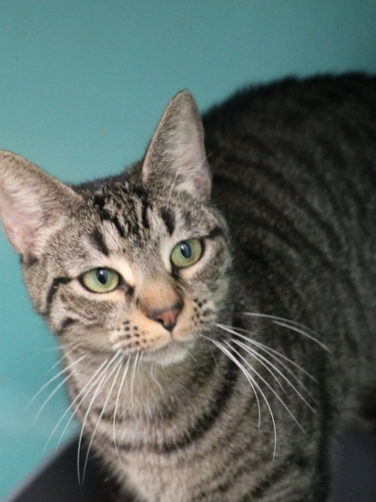 Wanda - Européen à adopter à Hermeray (78) - Animaux.fr