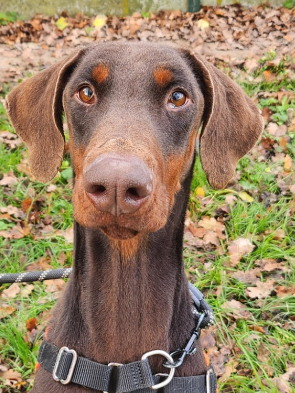 Tacha - Dobermann à adopter à Luynes (37) - Animaux.fr