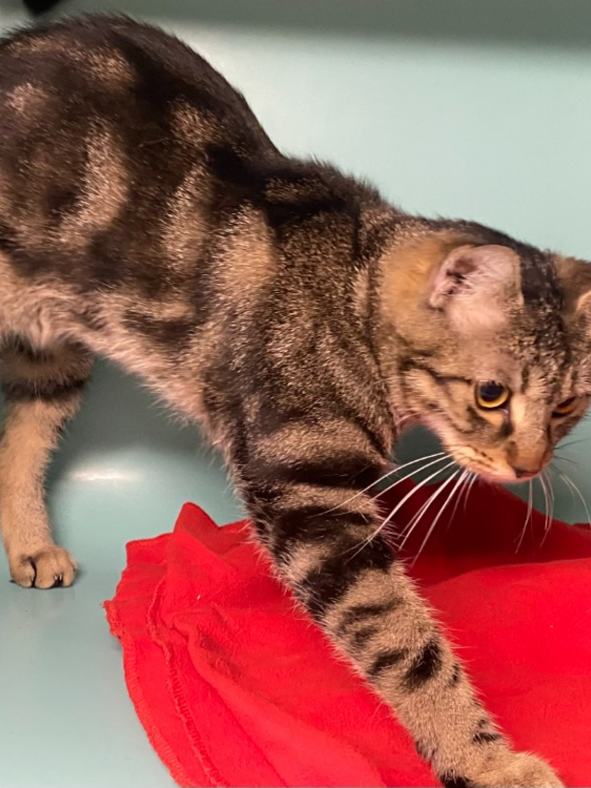 Supi - Européen à adopter à Le Cannet (06) - Animaux.fr