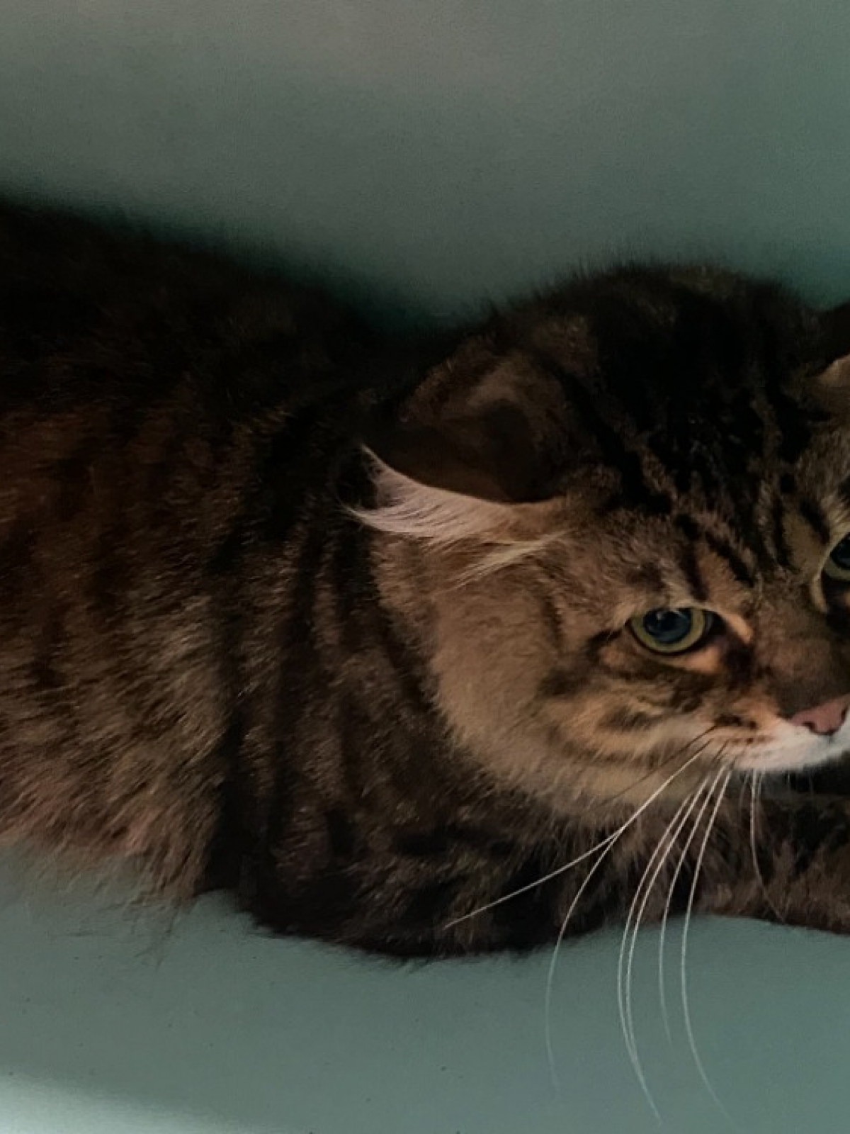 Bidule - Européen à adopter à Le Cannet (06) - Animaux.fr