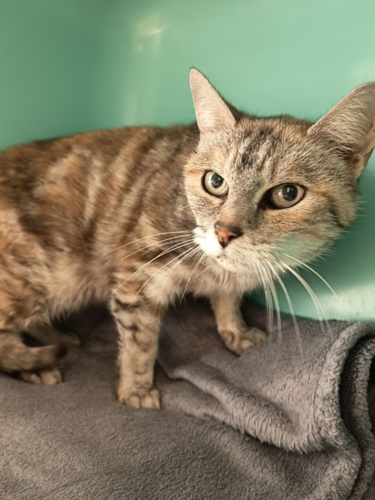 Minette - Européen à adopter à Vaux-le-pénil (77) - Animaux.fr