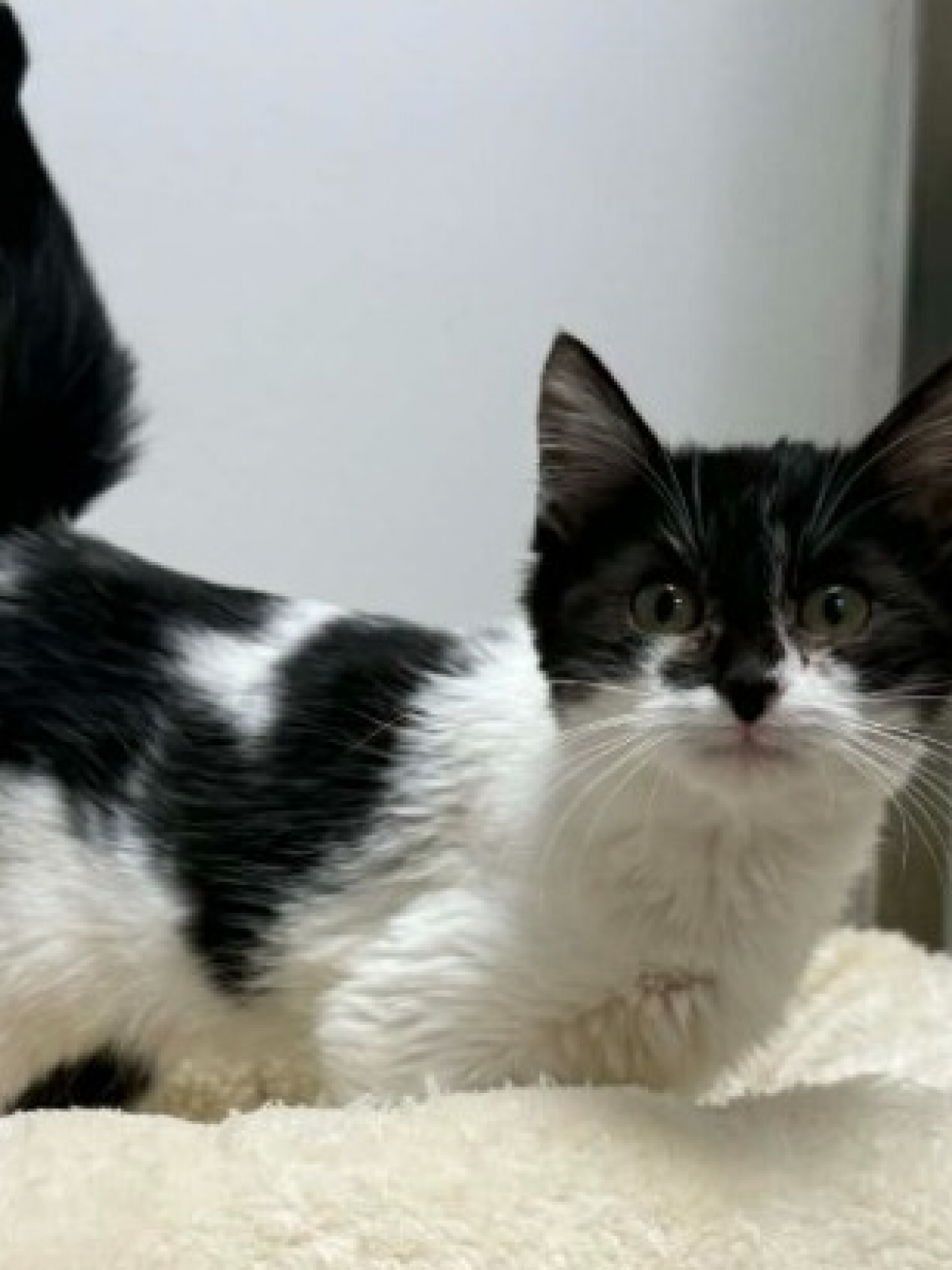 Sheena - Européen à adopter à Arry (57) - Animaux.fr