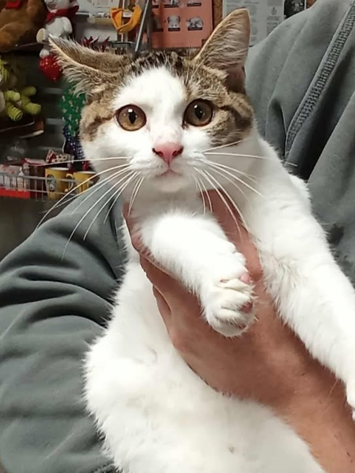 Vodka - Européen à adopter à Saint-Omer (62) - Animaux.fr