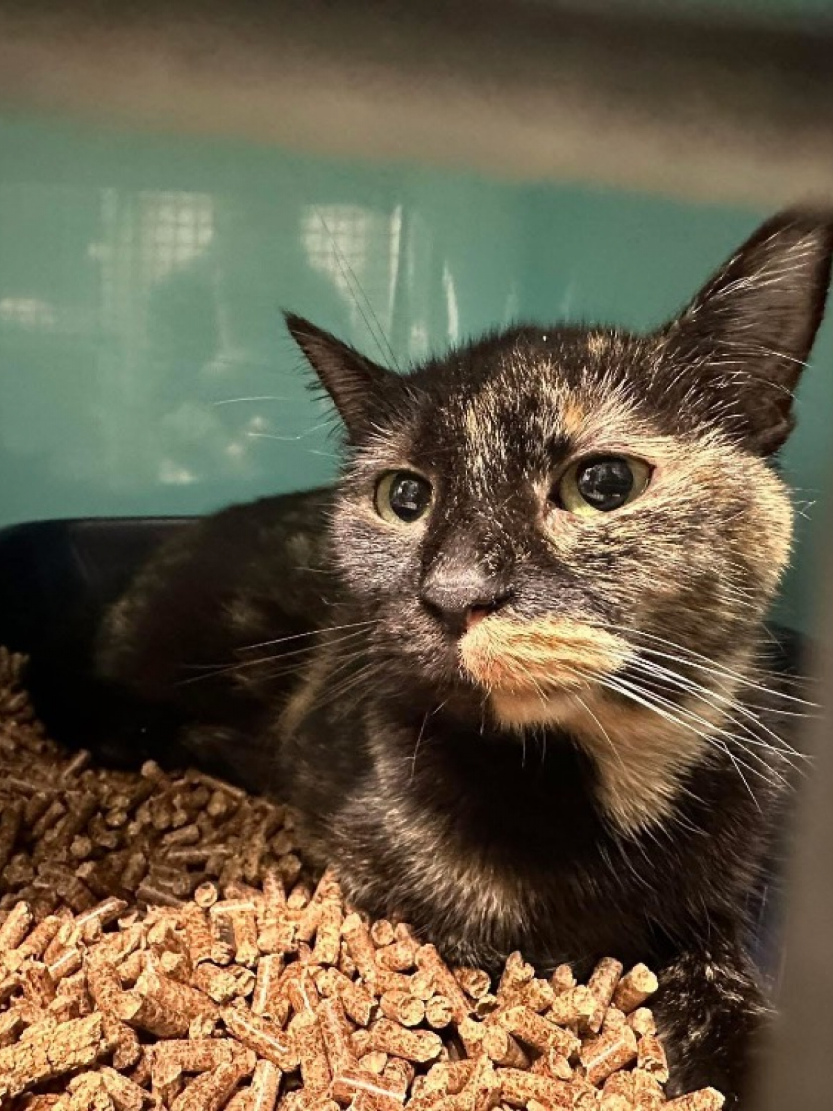 Tequila - Européen à adopter à Saint-Omer (62) - Animaux.fr