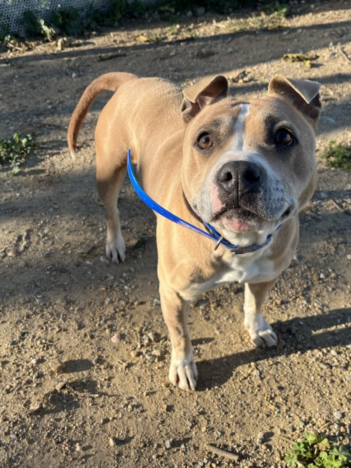 Roxy - Chien à adopter à Perpignan (66) - Animaux.fr