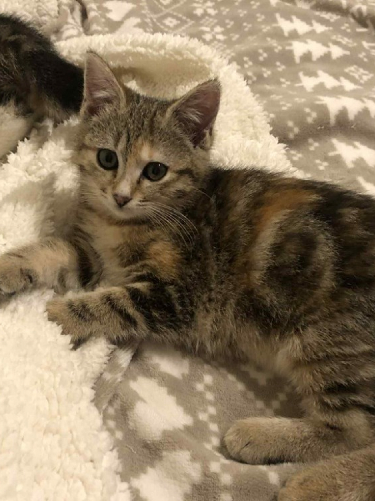 Giulia - Européen à adopter à Maubert-Fontaine (08) - Animaux.fr